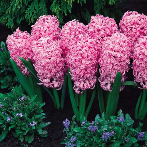 Hyacinthus pink pearl 3/1