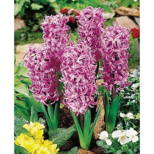 Hyacinthus splendid cornelia 3/1