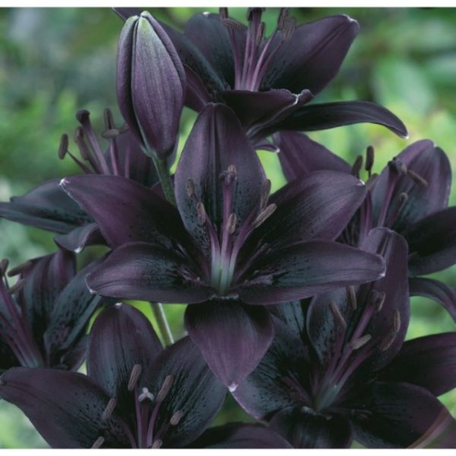 Lilium black 1/1