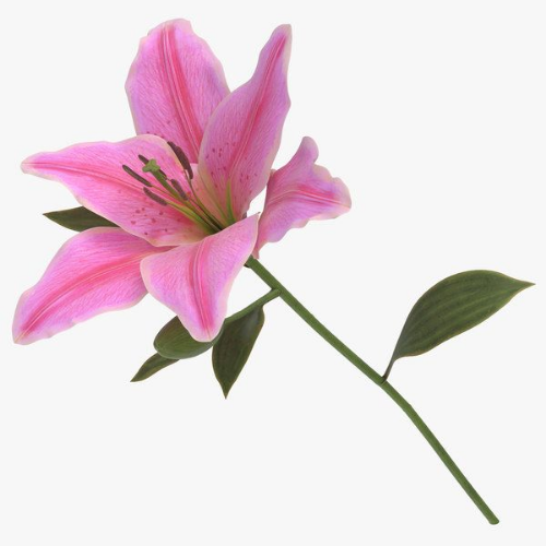 Lilium pink 1/1