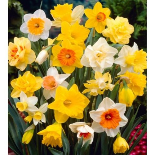 Narcissus largeflowering mix 8/1