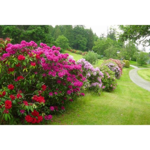 Rhododendron mix - c4 l - 30/40 cm