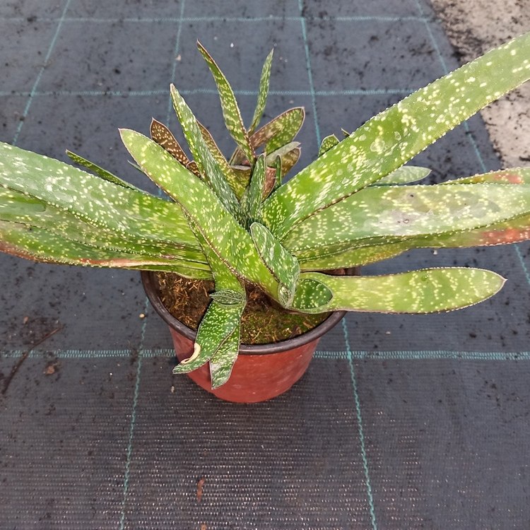 Gasteria