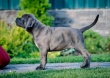 Cane Corso Kane Korso štenci PREPORUKA