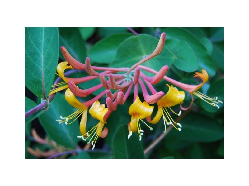 Orlovi nokti PASTEL - Lonicera heckrotti Gold.