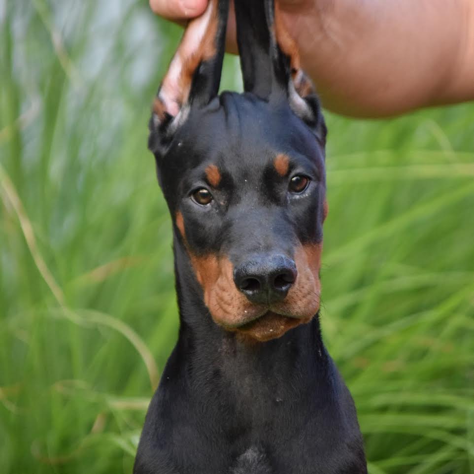 Doberman stenci