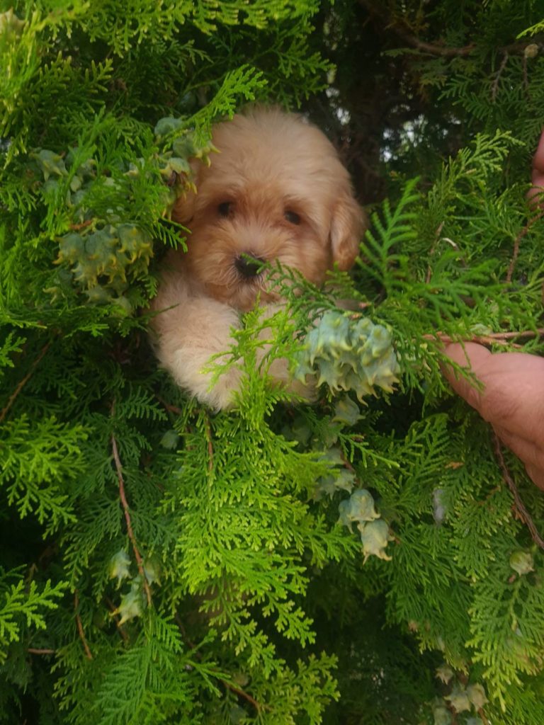 Maltipoo štenci