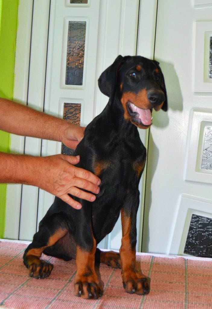 Doberman TOP štenci