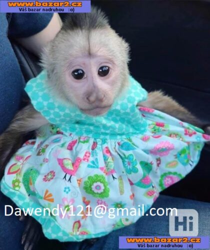 Na prodaju zdrave bebe kapucinskih majmuna-