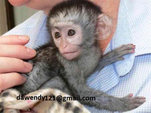 Na prodaju zdrave bebe kapucinskih majmuna-