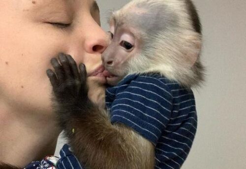 Prodajem inteligentne bebe kapucinske majmune-