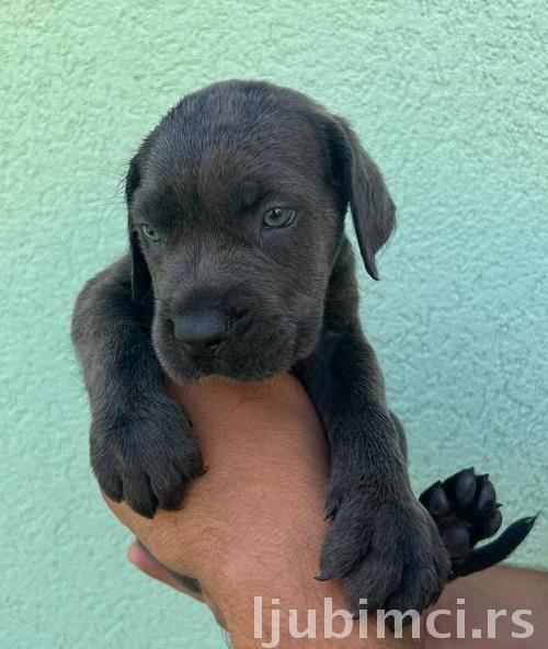 Cane corso stenci