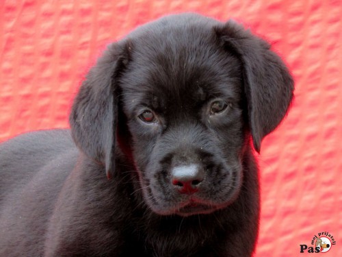 Labrador retriver