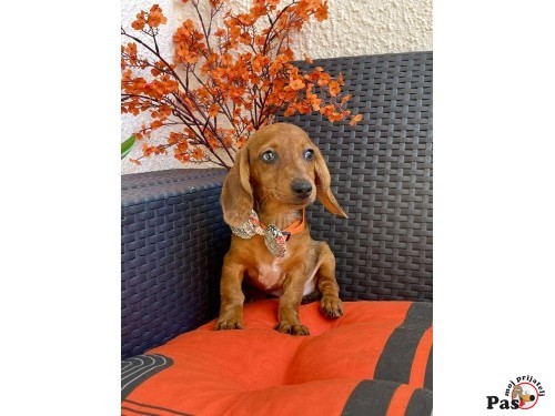 Jazavičar oštrodlaki - Dachshund