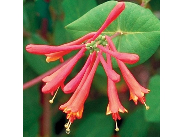 Orlovi nokti CRVENI - Lonicera Scarlet 2.god.