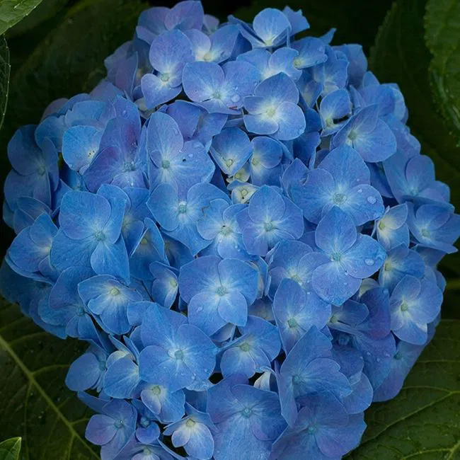 Hydrangea macrophylla Blue Power