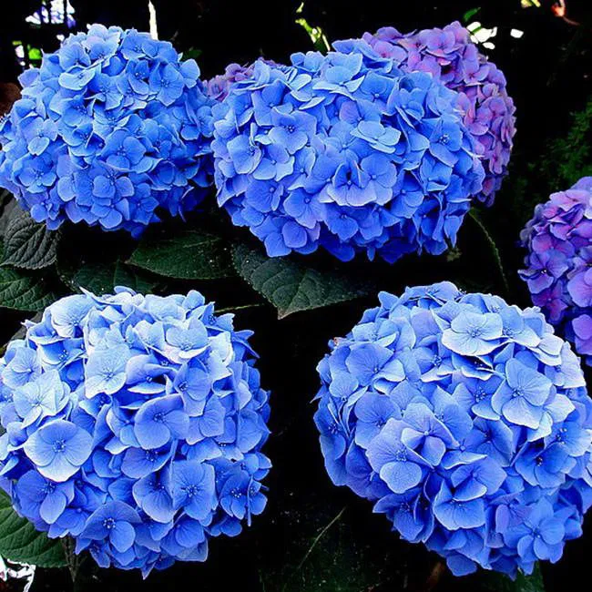 Hydrangea macrophylla 'Early Blue' •P 13 • 50 cm