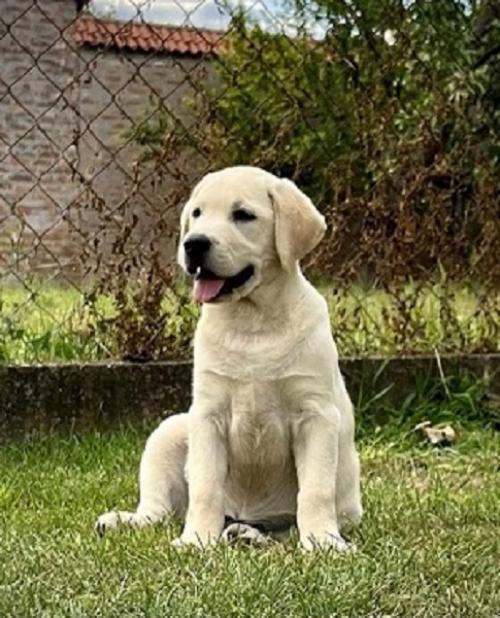 Labrador Retriver štenci - ženke