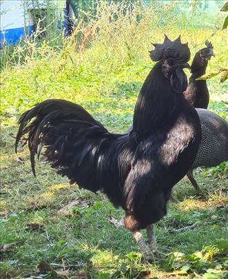 Crno pile Ayam Cemani