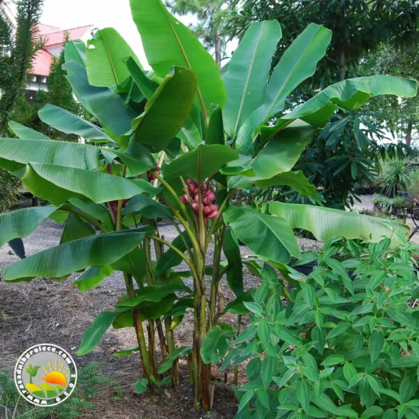 Sadnice Banane – Musa Velutina