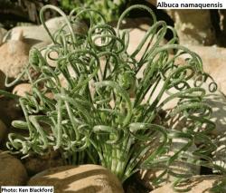 Albuca namaquensis - 5 semenki