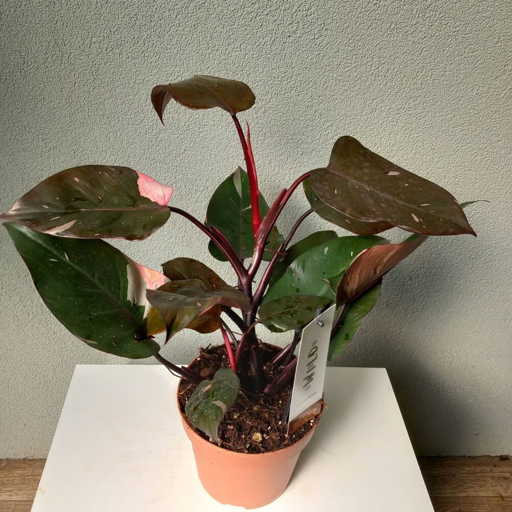 Philodendron Pink princess 30 cm