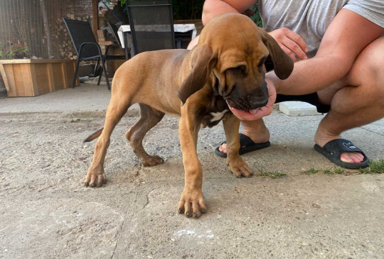 Fila Brasileiro stenci