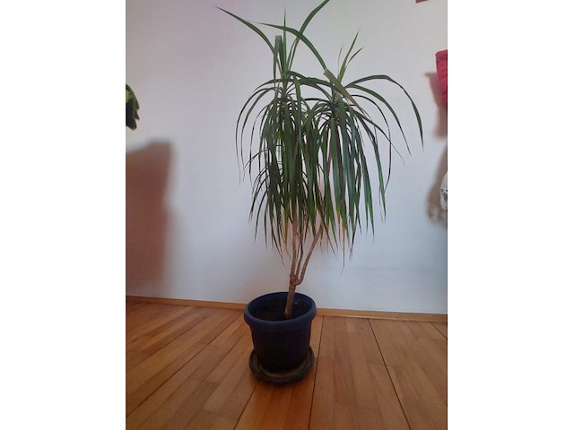 Dracena - visoka oko 100cm