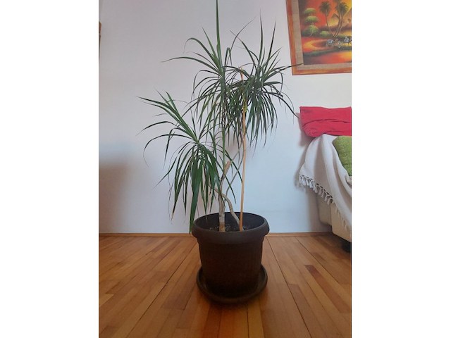 dracena - zdrava i velika - oko 140cm