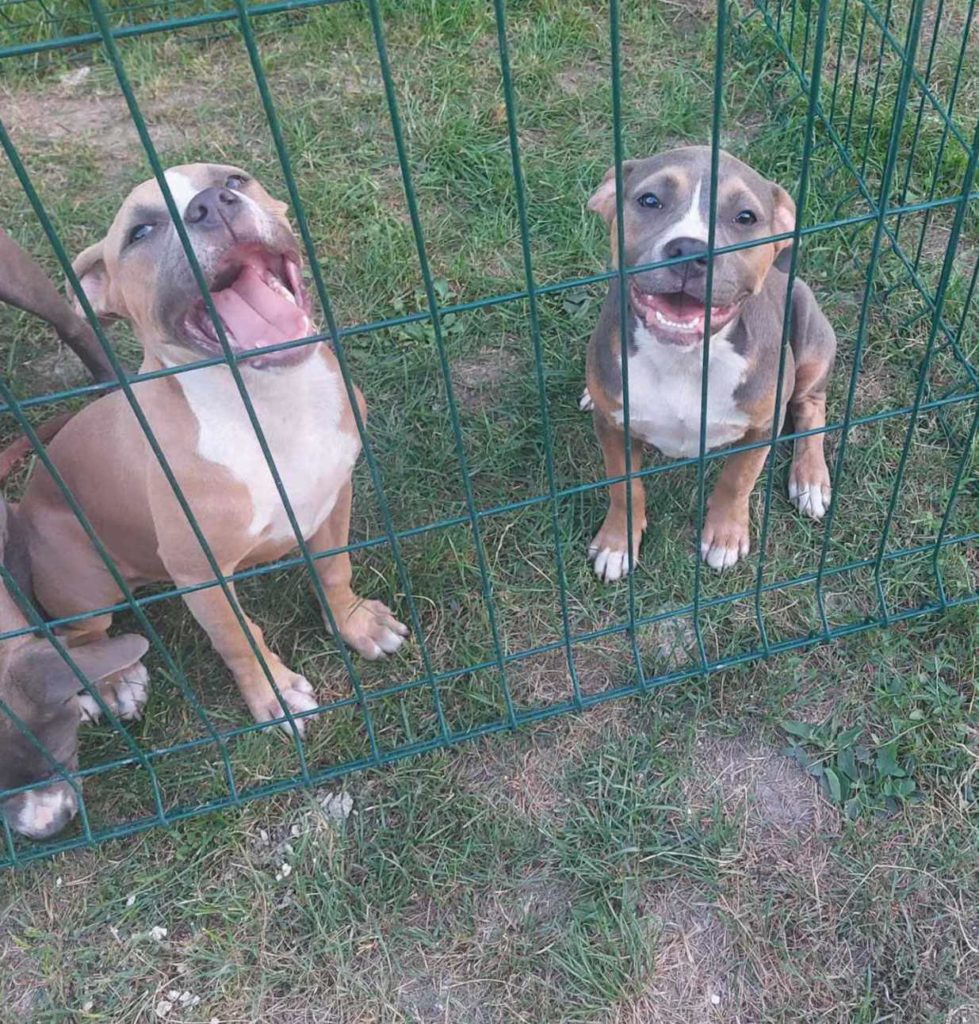 American bully pocket stenci