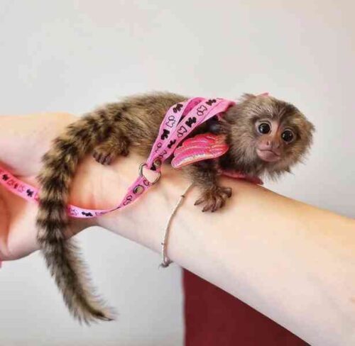 Na prodaju prekrasne bebe marmozet majmuna