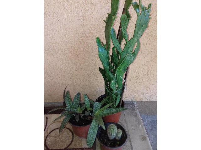 Mix cveća - Kaktus - Ledeburija