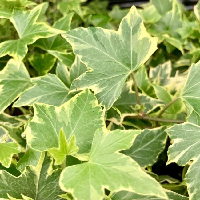 Hedera helix Yellow Ripple