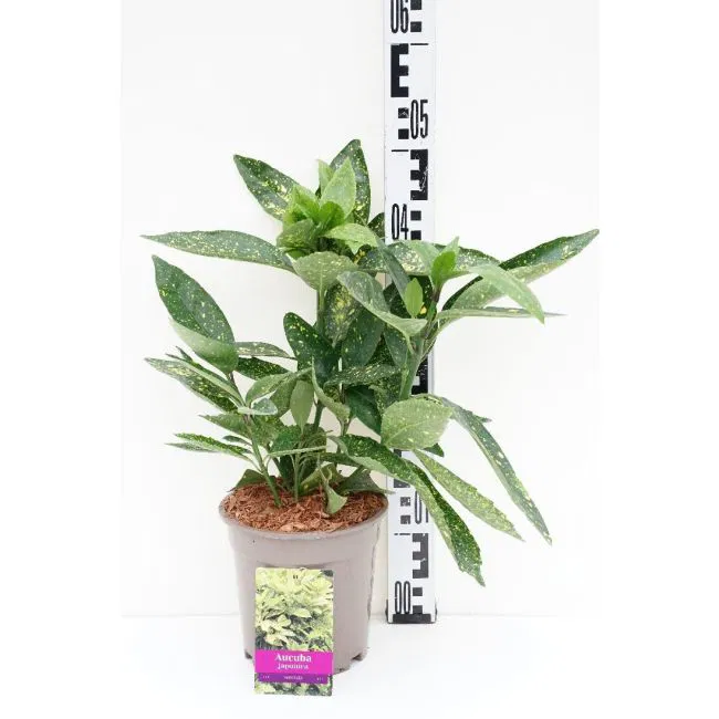 Aucuba japonica Variegata