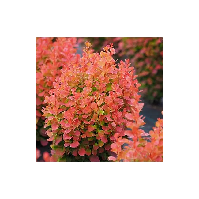 Berberis thun. 'Florence ' • C 2 L • 20/30 cm