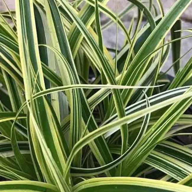 Carex morrowi 'Vanilla Ice' • C 2 l • 20/30 cm