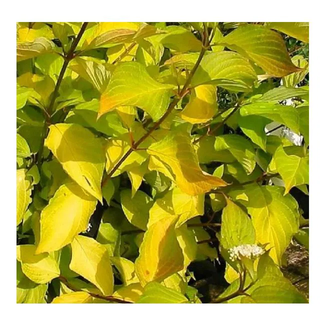 Cornus alba 'Aurea' • C 4 L• 80-100 cm