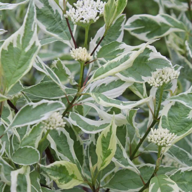 Cornus alba 'Elegantissima' • C4 L • 80-100 cm