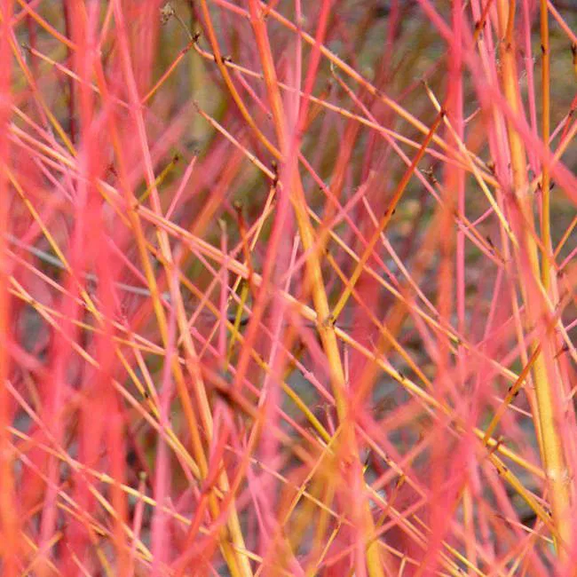 Cornus sanguinea Midwinter Fire