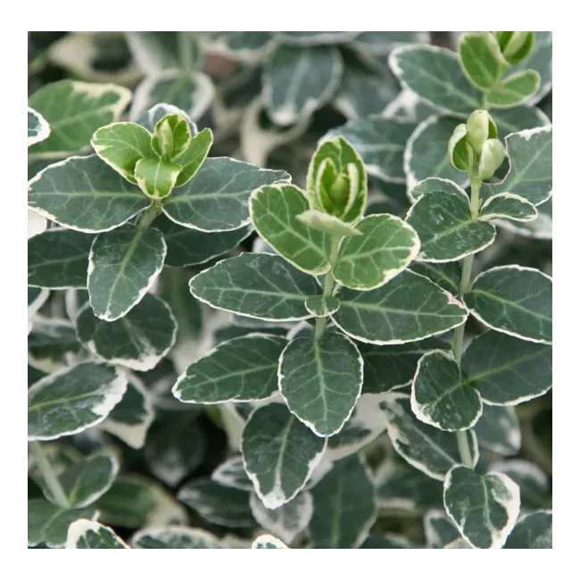 Euonymus Emerald Gaiety