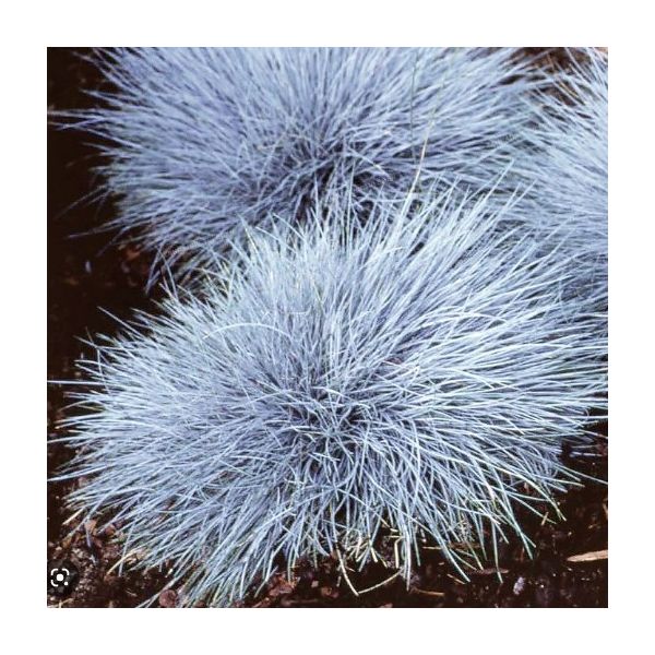 Festuca glauca 'Eisvogel' • P 15 • 15-20 cm