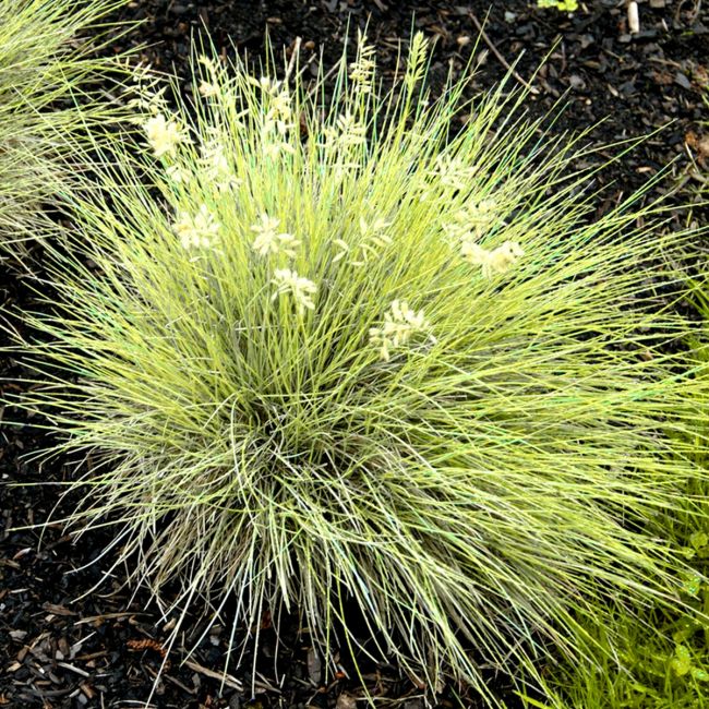 Festuca glauca Golden Toupee