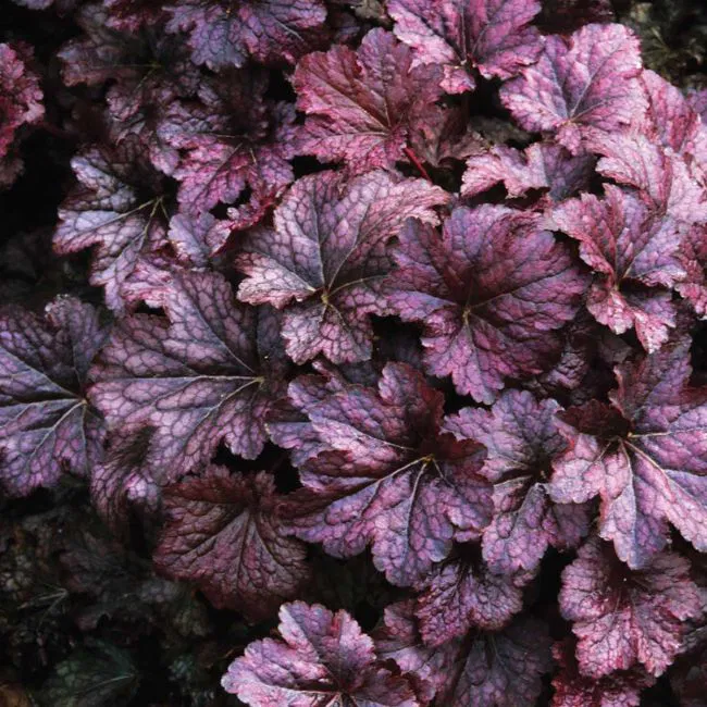 Heuchera Palace Purple