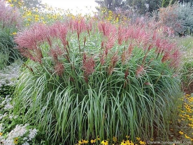 Mischanthus sinensis – kineska šaš 100+ semena