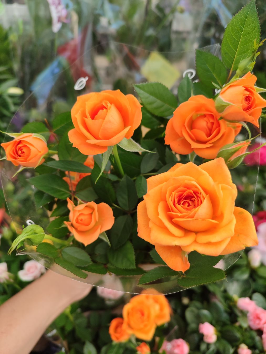 Ruža mini naranđžasta