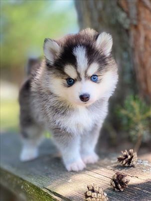 Pomsky/ Pomski - pomeranski mini / micro haski