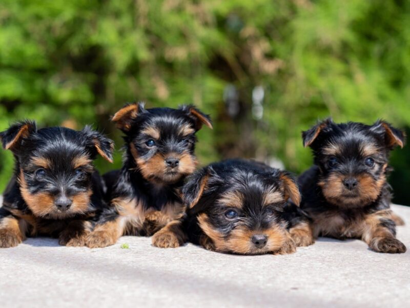 Jorkširski terijer štenci