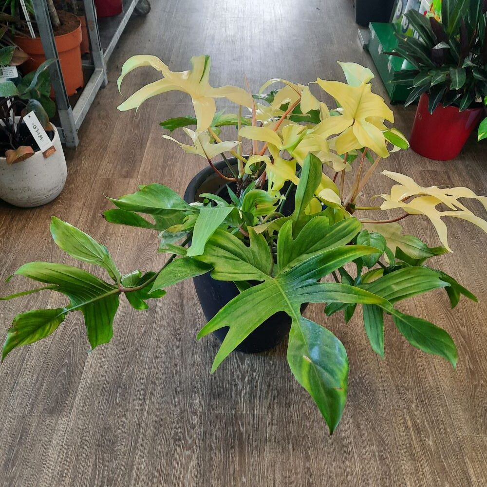 Philodendron Florida Ghost 70 cm