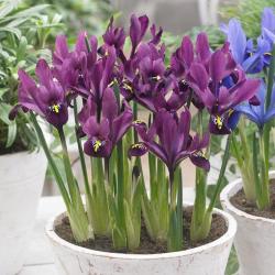 Mini iris ljubicasti