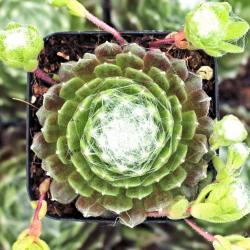 Sempervivum arachnoideum cebenese